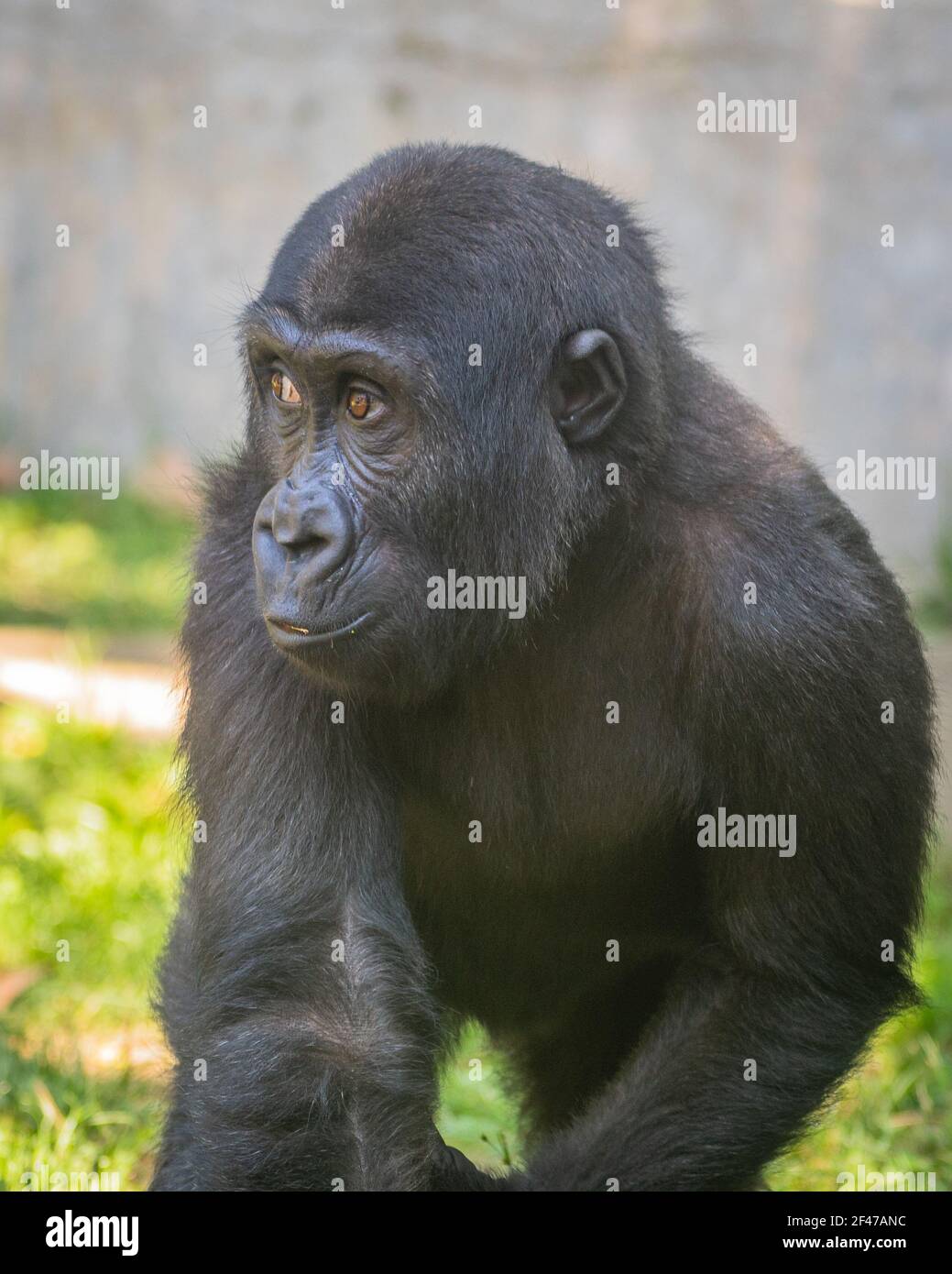 A closeup of a small gorilla in the natural habitat Stock Photo - Alamy