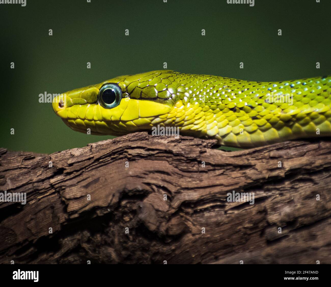Lime green snake hi-res stock photography and images - Alamy