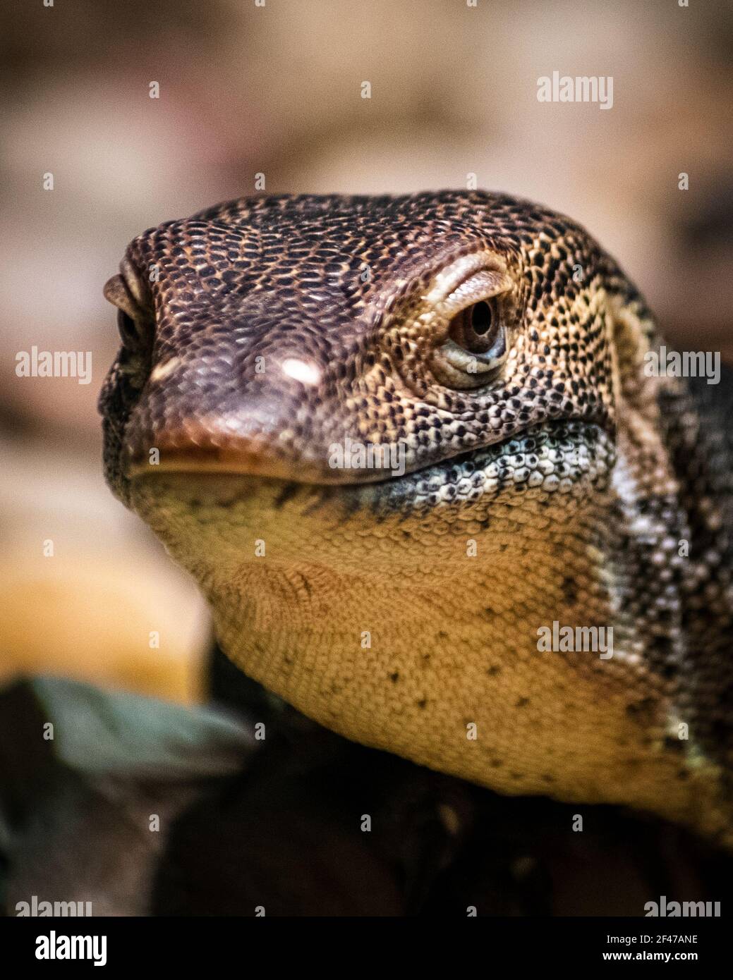 A portrait of a Monitor lizard, a large lizard in the genus Varanus ...