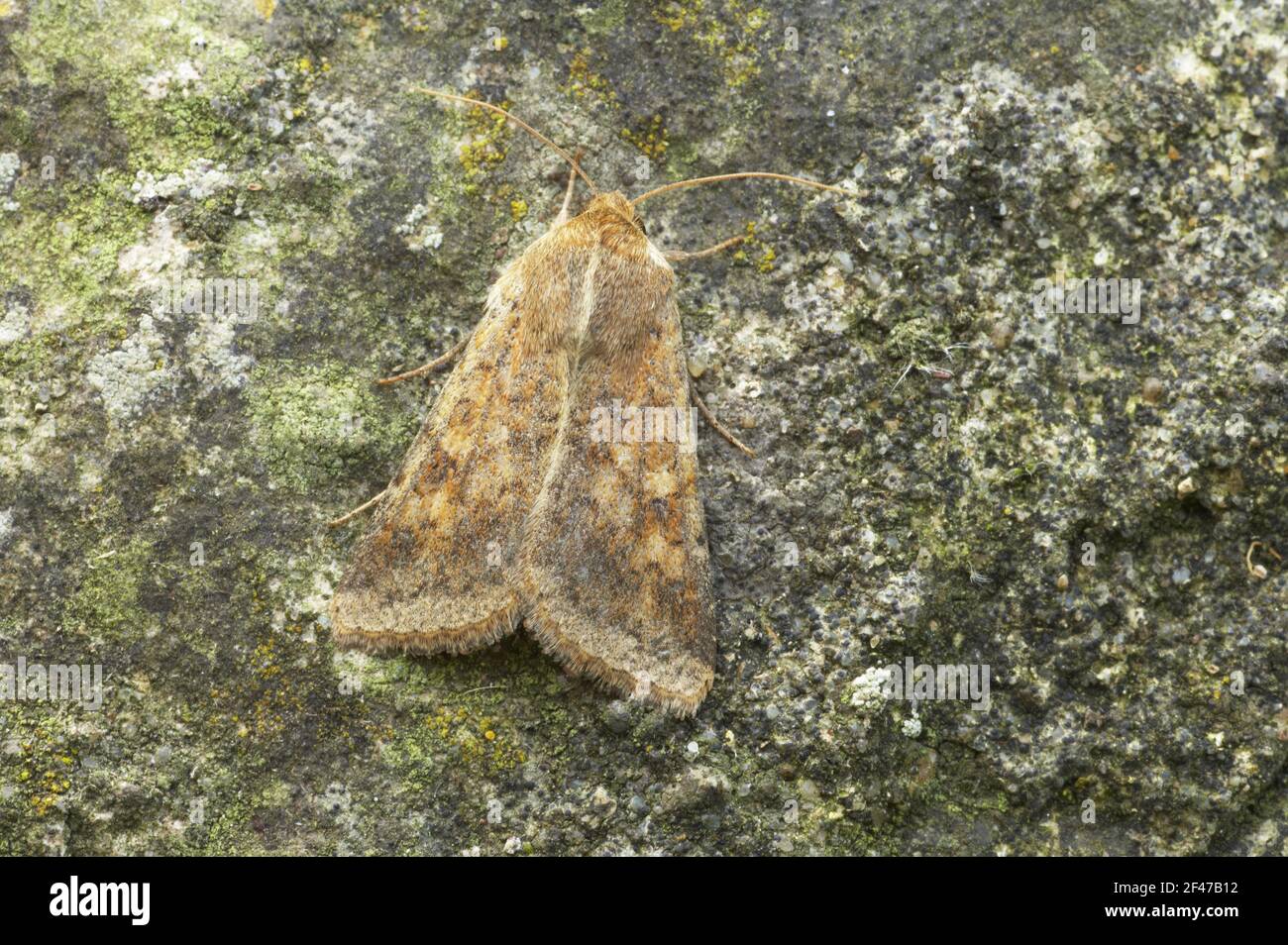 Scarce Bordered Straw Helicoverpa armigera Essex, UK IN000492 Stock ...