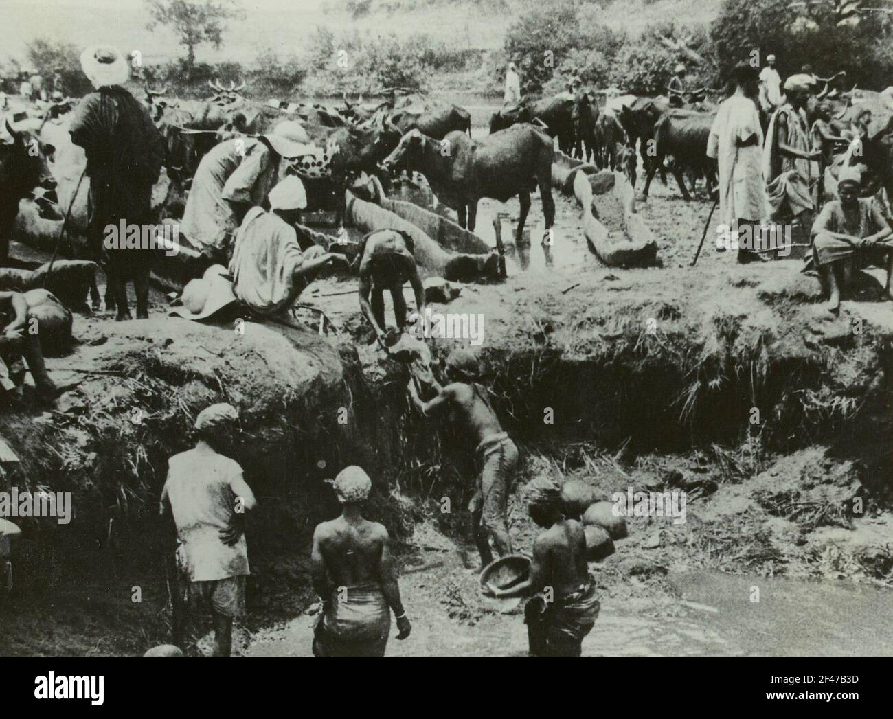 At Ngaundere (Ngaoundéré), Cameroon. Natives on a salt source at the ...