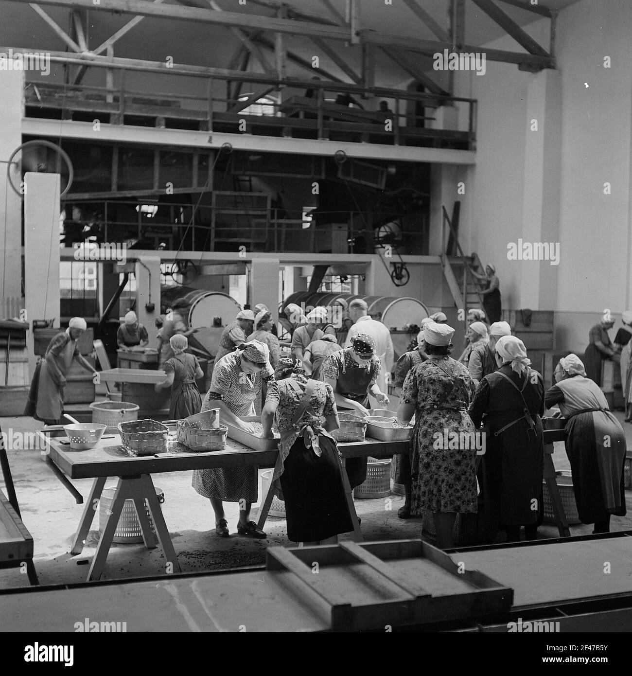Conservation factory Gifhorn, women sorting the deepest peas Stock ...