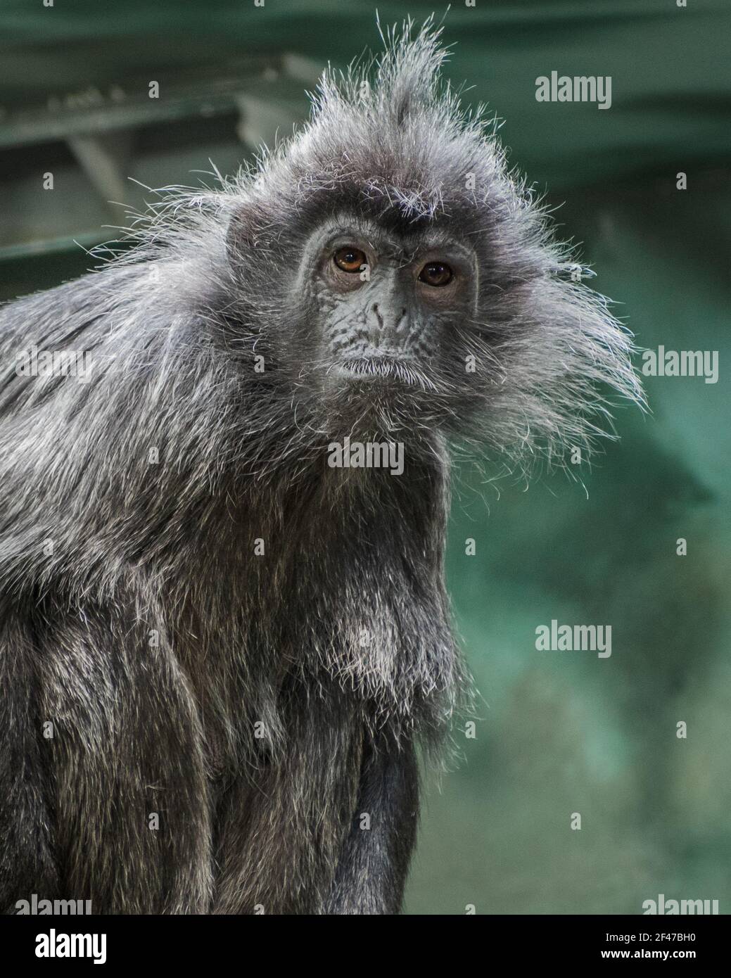 Trachypithecus cristatus portrait hi-res stock photography and images ...