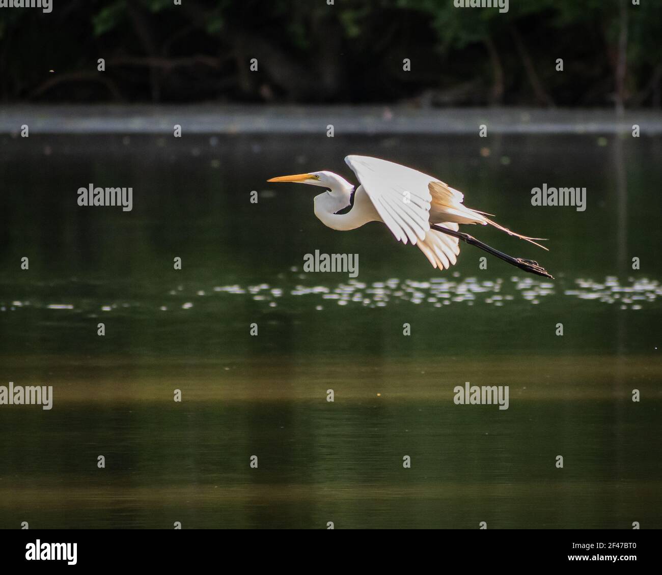 A closeup of a great white egret flying over the lake Stock Photo - Alamy