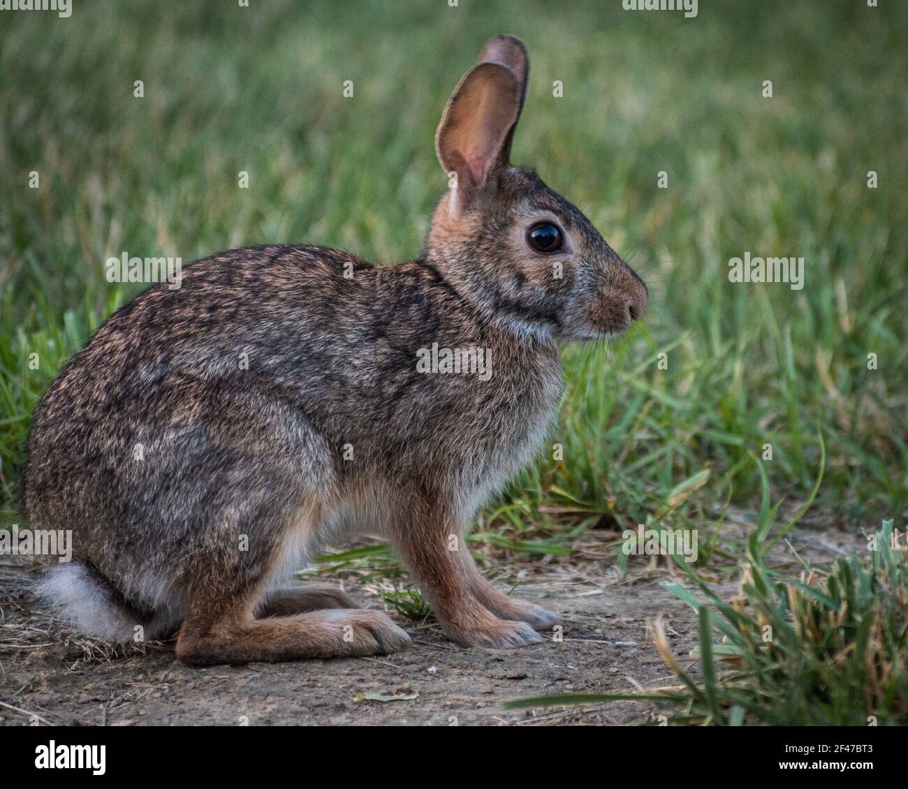 A side view of a fluffy Nuttall's cottontail resting on the ground ...