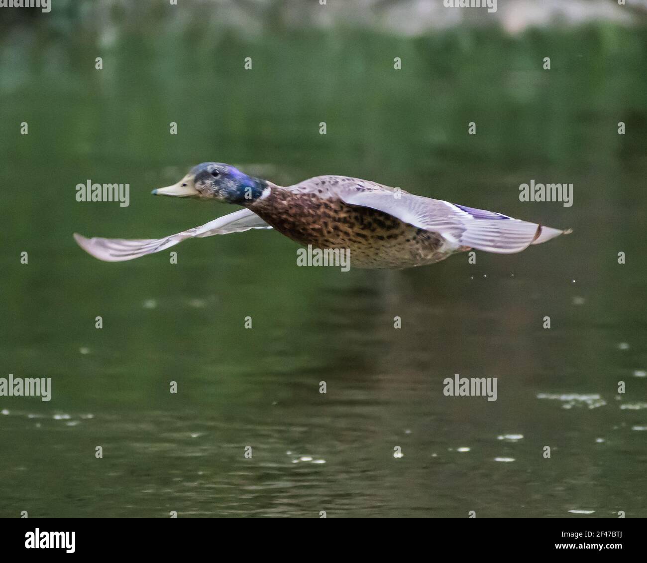 A closeup of a male mallard flying over the pond Stock Photo - Alamy