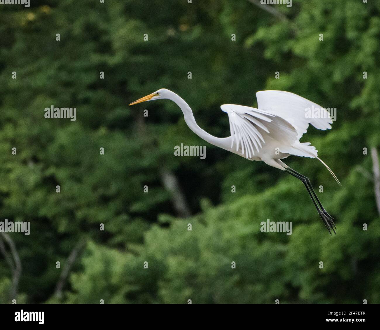 A large egret in the air flying in the background of green foliage ...