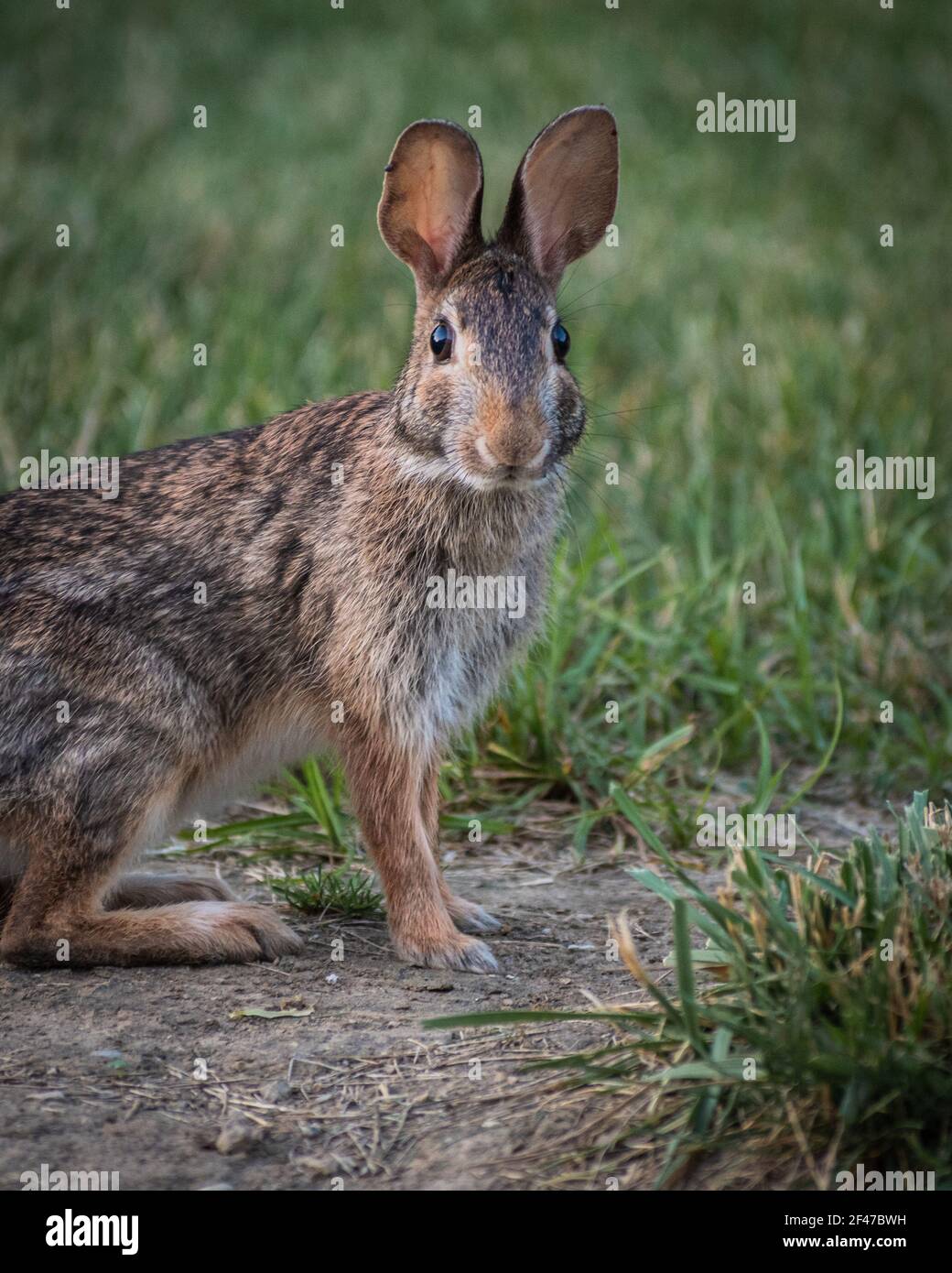 A closeup of a cute mountain cottontail resting outdoors Stock Photo ...