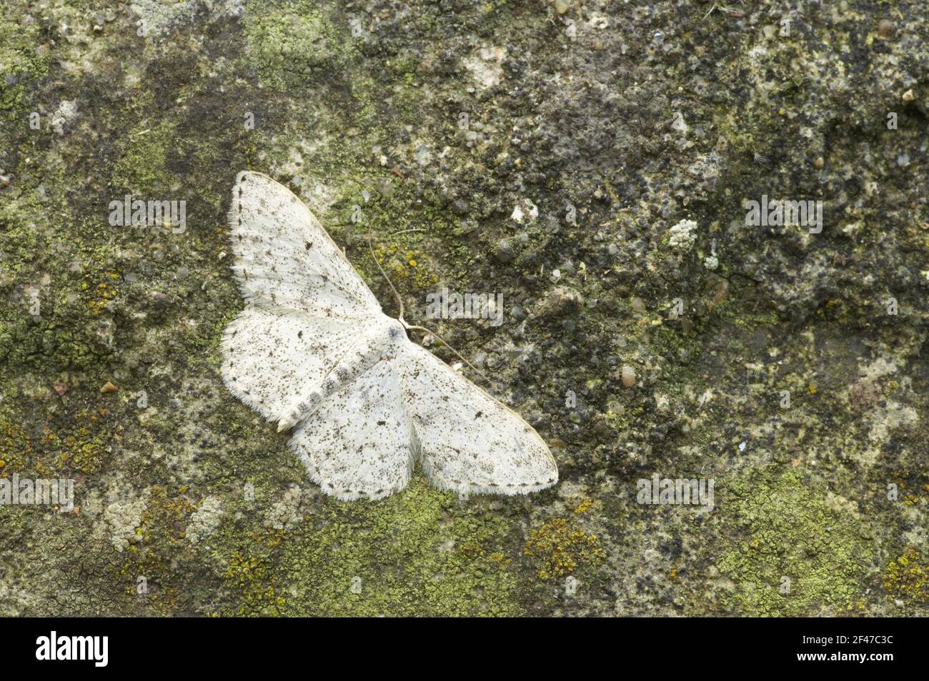 Mullein wave moth hi-res stock photography and images - Alamy