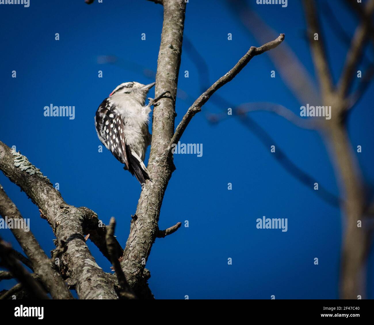 A downy woodpecker on the tree in the blue sky background Stock Photo ...