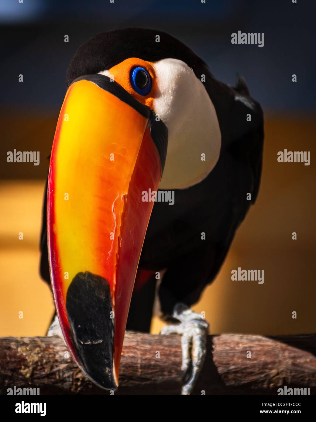 Toco toucan sitting on tree hi-res stock photography and images - Alamy