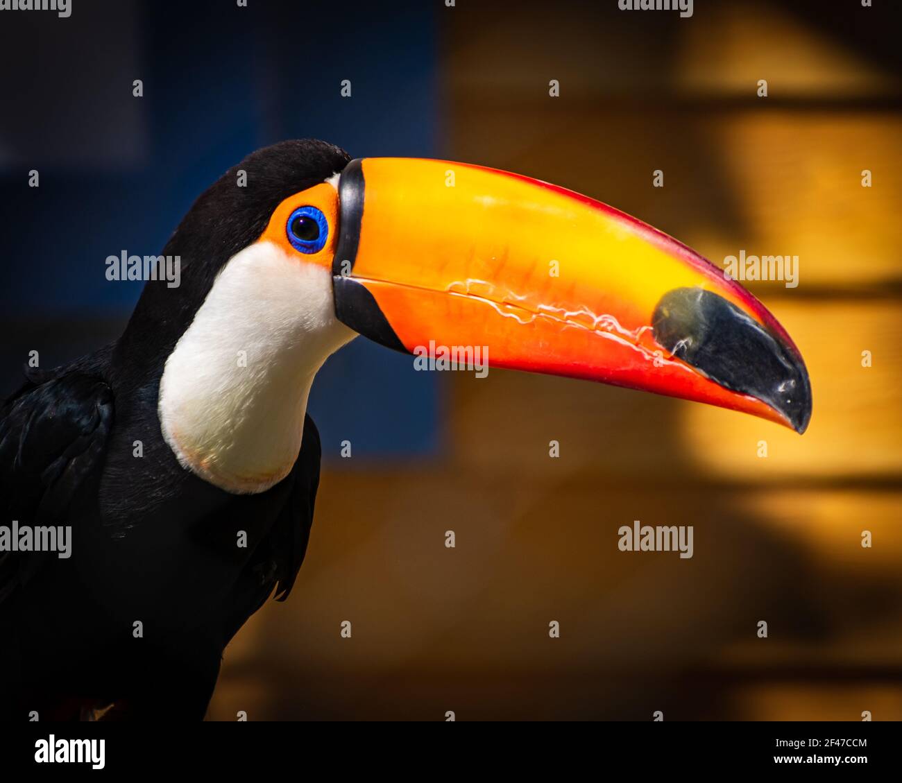 A profile of toco toucan with a large beak Stock Photo - Alamy
