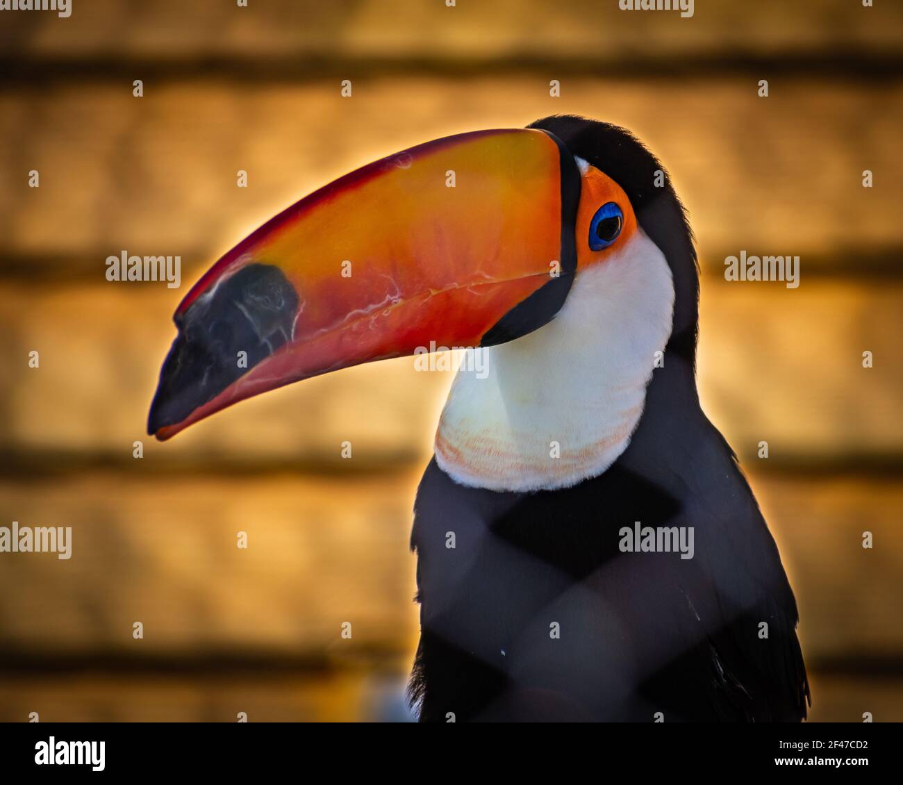 Closeup common toucan large hi-res stock photography and images - Alamy