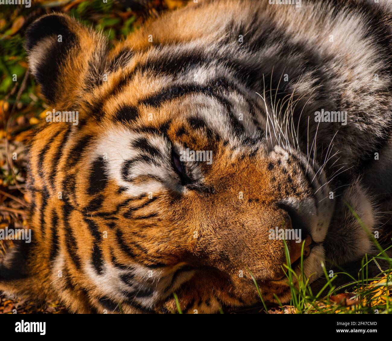 A muzzle of a tiger dozing on the ground Stock Photo - Alamy