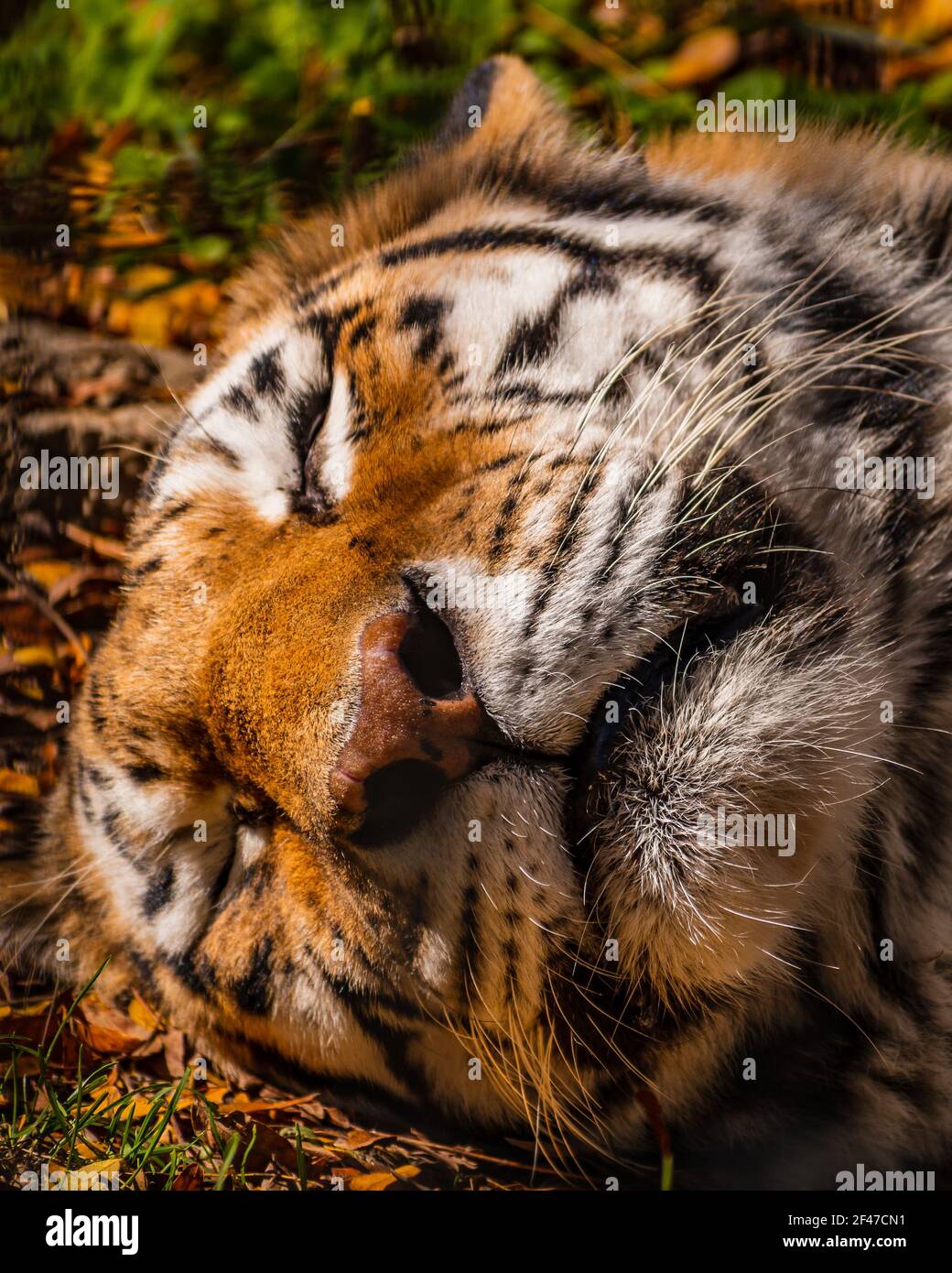 A closeup of a tiger sleeping on the ground Stock Photo - Alamy