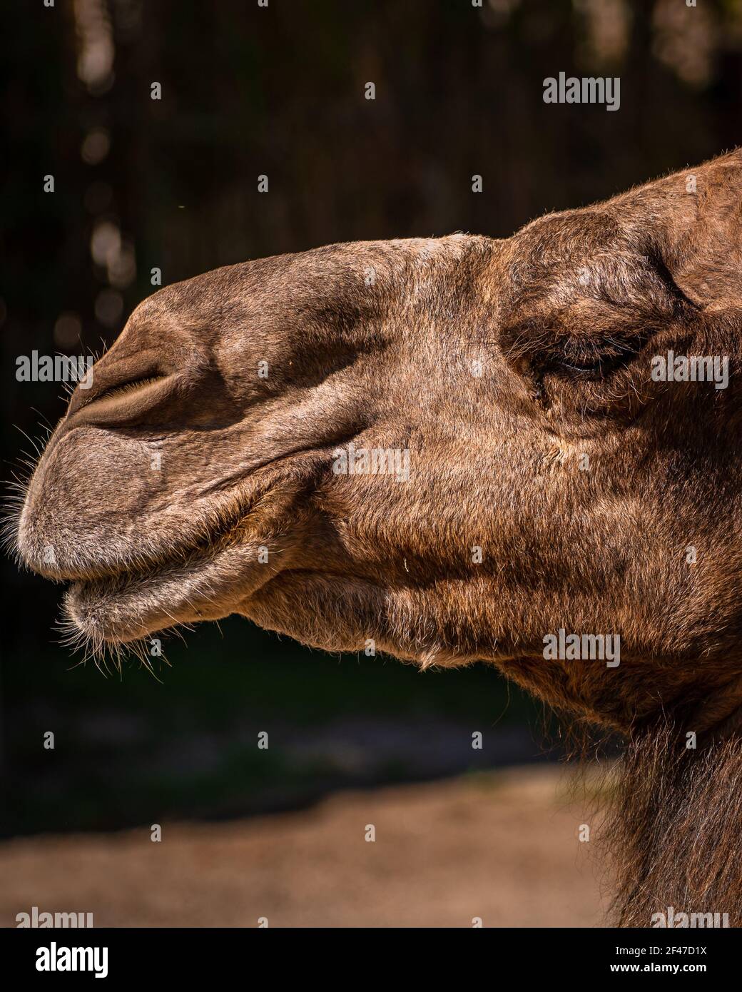 Even toed ungulate species hi-res stock photography and images - Alamy