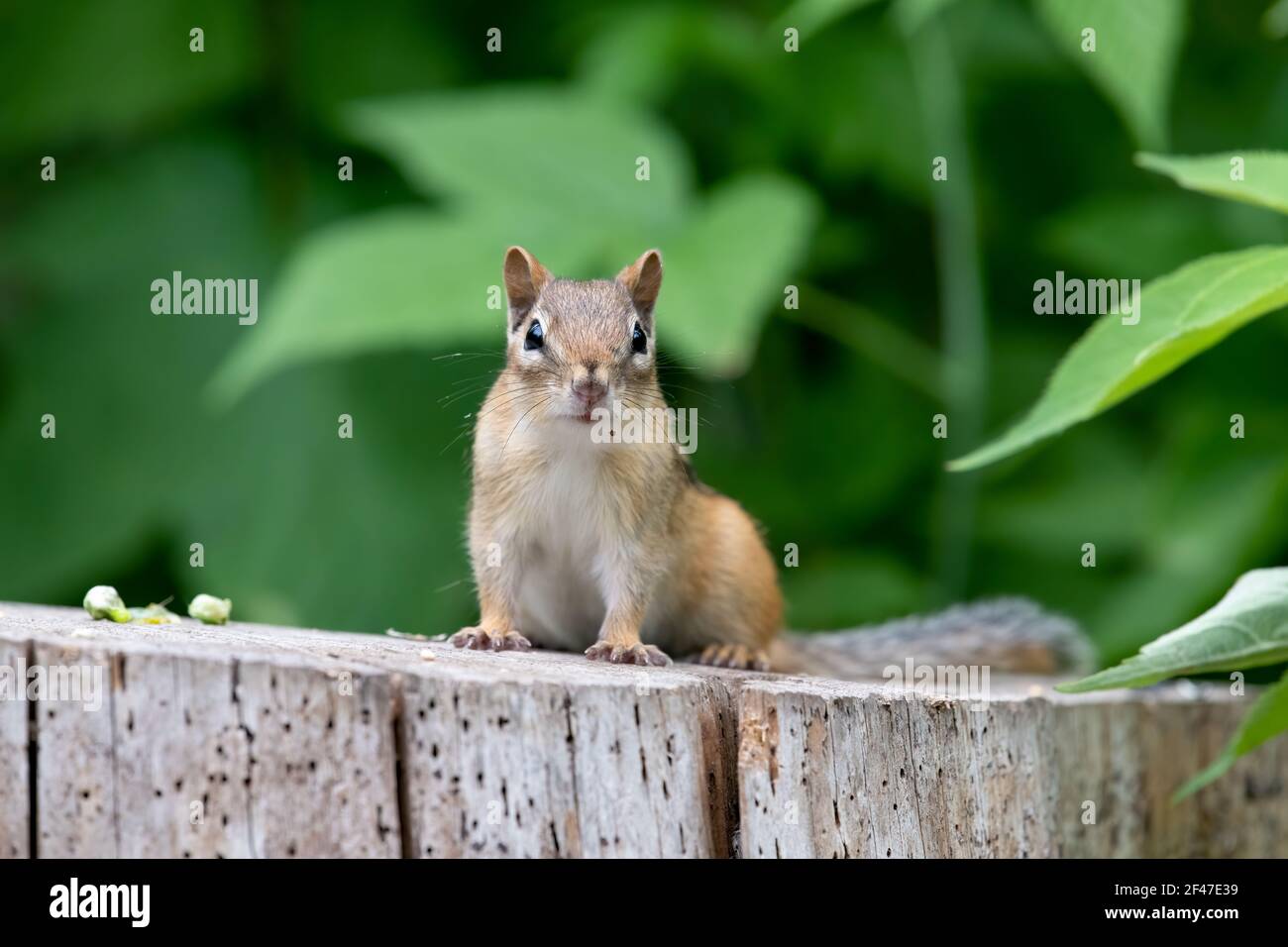 Chipmunk enjoying a snack on an old tree stump with a green leafy ...