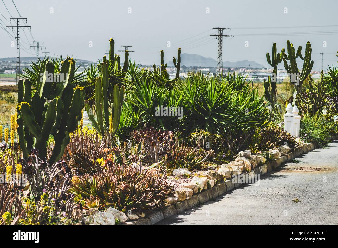 A road surrounded by cactuses and exotic plants on the pavement under ...