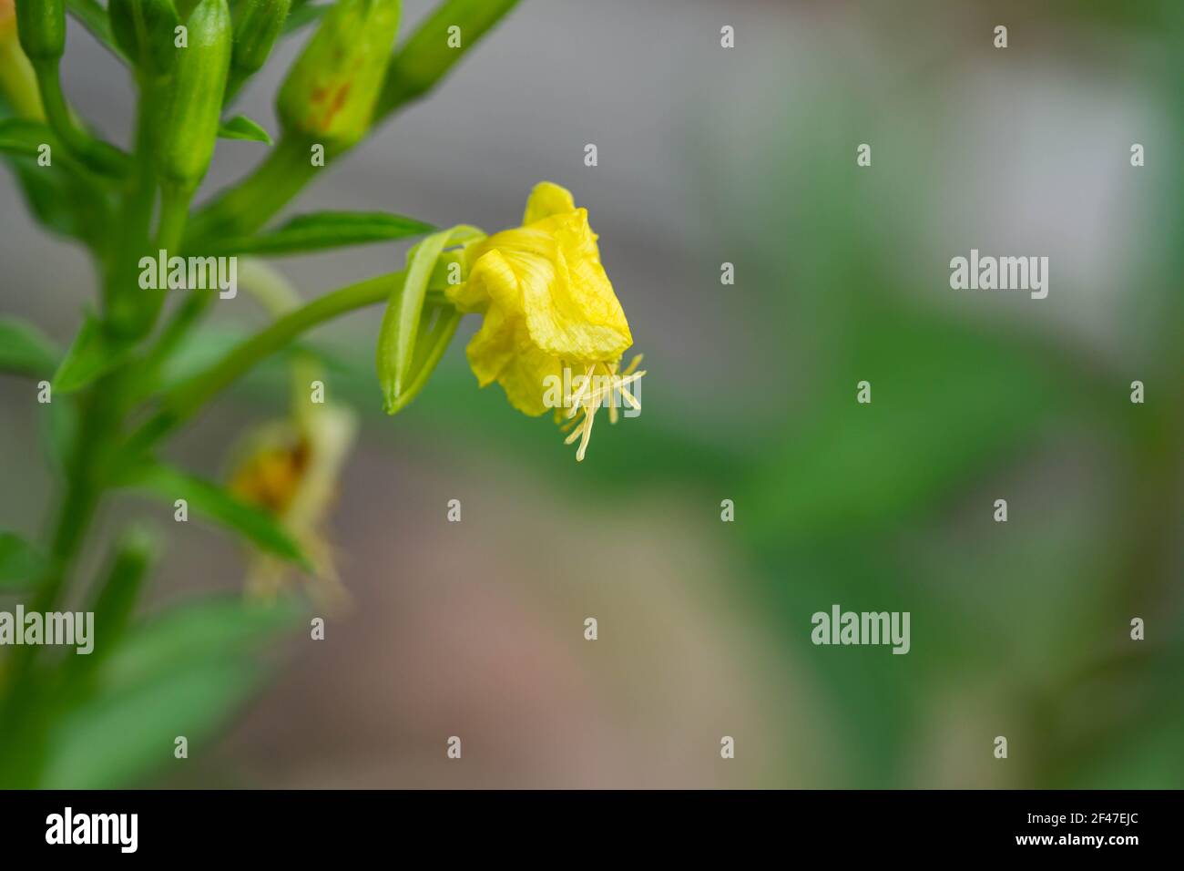 Primrose buds leaves hi-res stock photography and images - Alamy