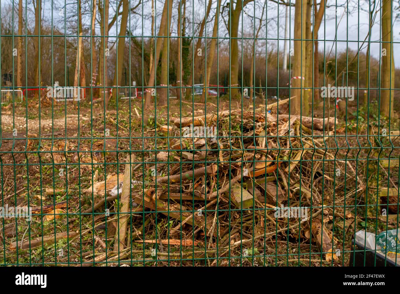 Aylesbury, UK. 15th March, 2021. HS2 Ltd have felled most of the trees ...
