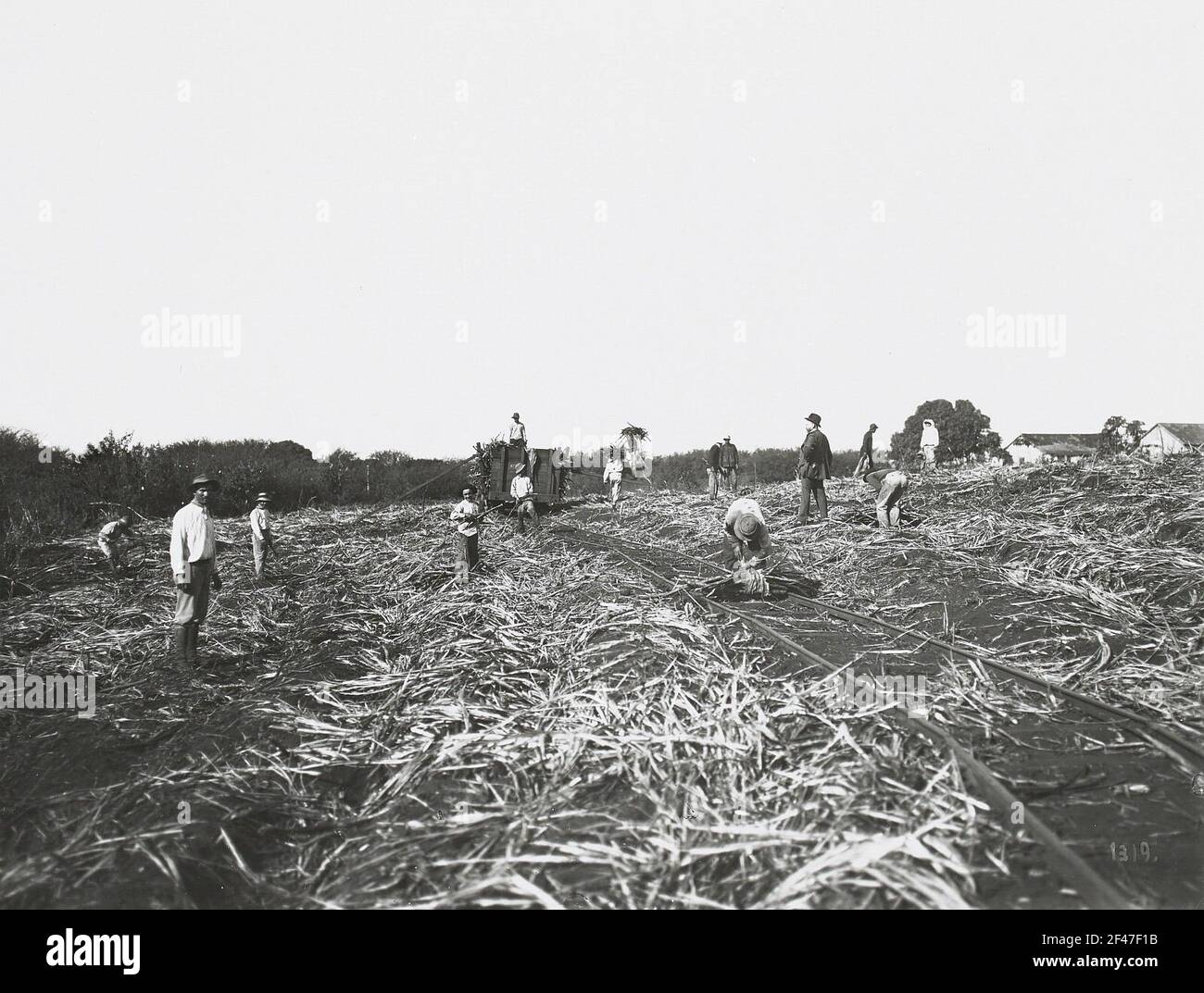 Honolulu (Hawaii). Sugarcane plantation with workers Stock Photo - Alamy