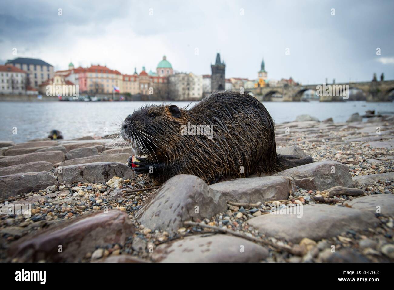 Prague, Czech Republic. 19th Mar, 2021. Coypu, nutria (MYOCASTOR COYPUS ...