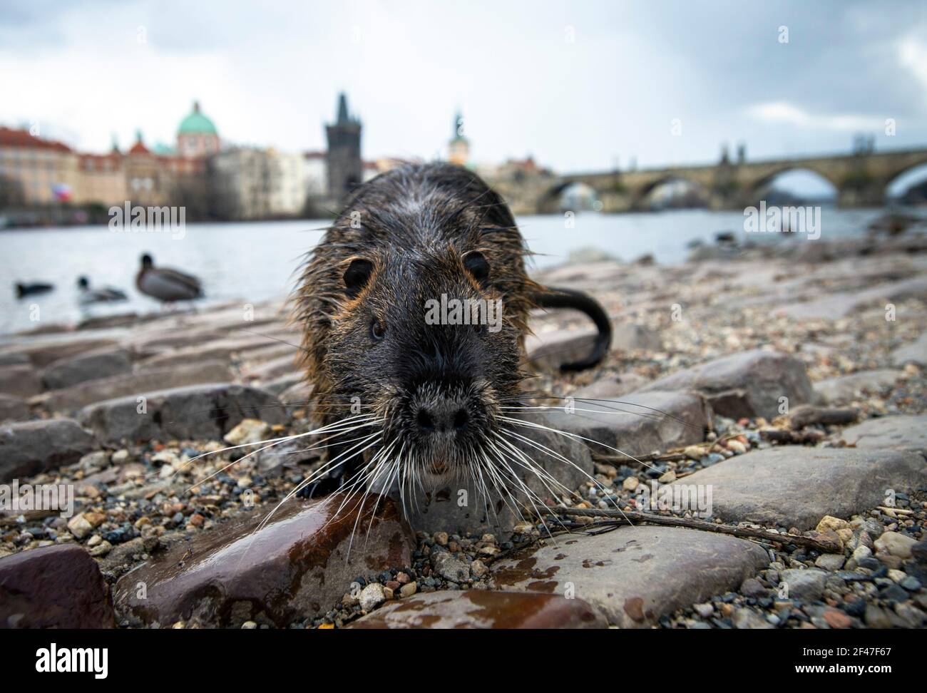 Prague, Czech Republic. 19th Mar, 2021. Coypu, nutria (MYOCASTOR COYPUS ...