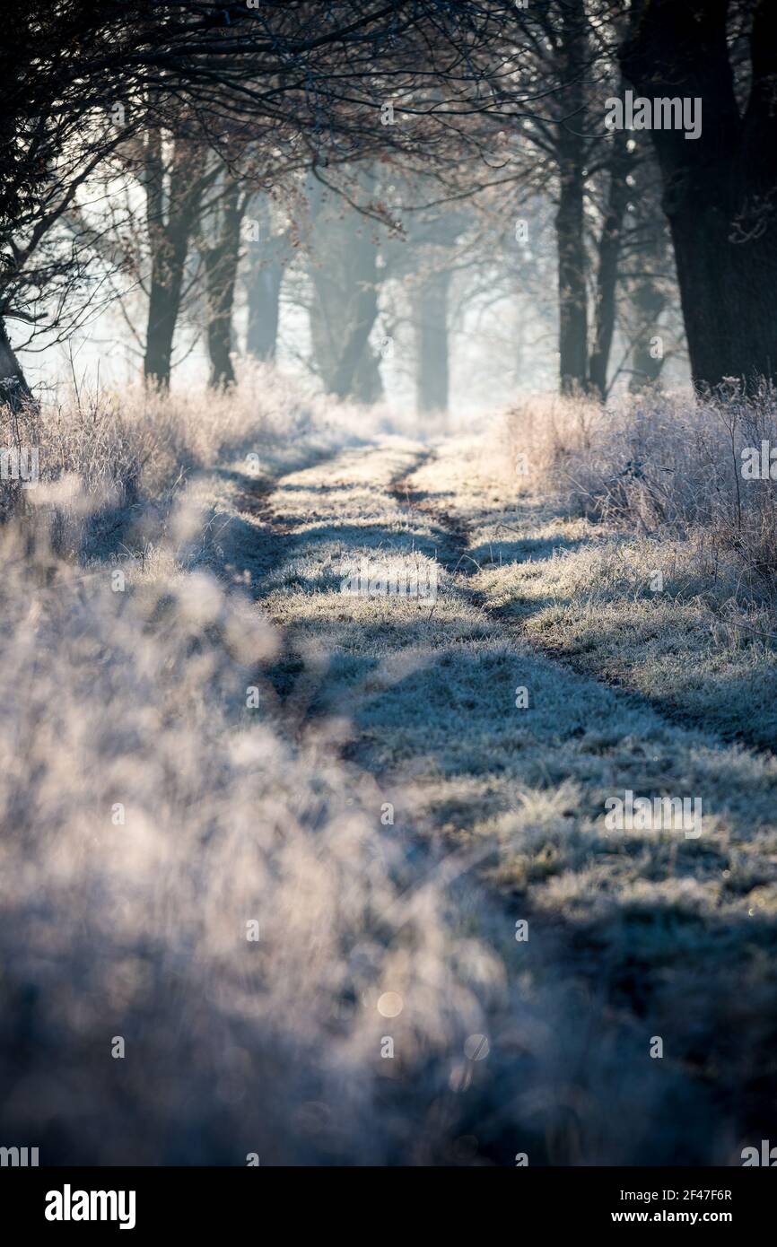 a vertical shot of a small path covered in dew amid the trees Stock ...