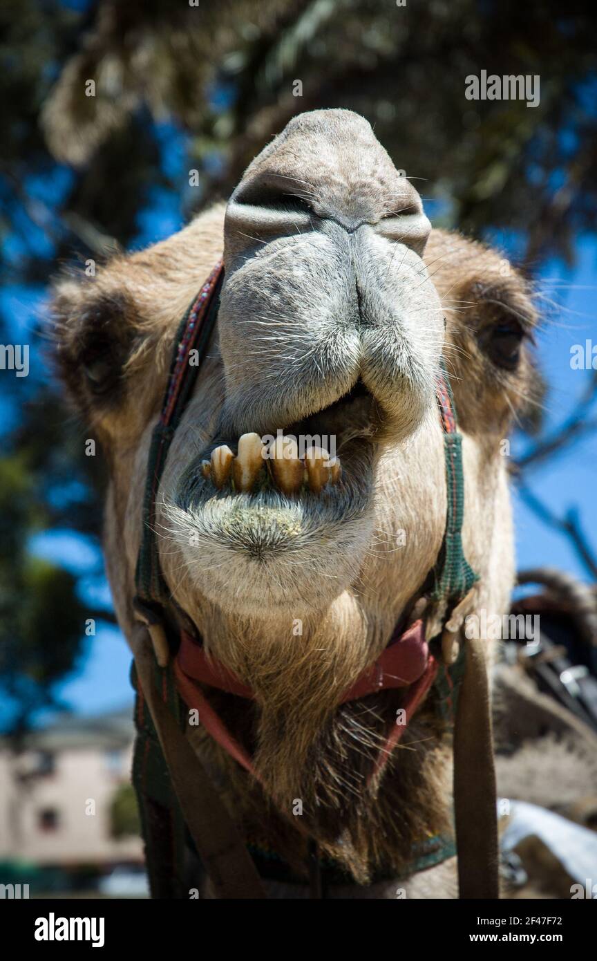 a vertical closeup of a wry camel face of the background of the sky and ...