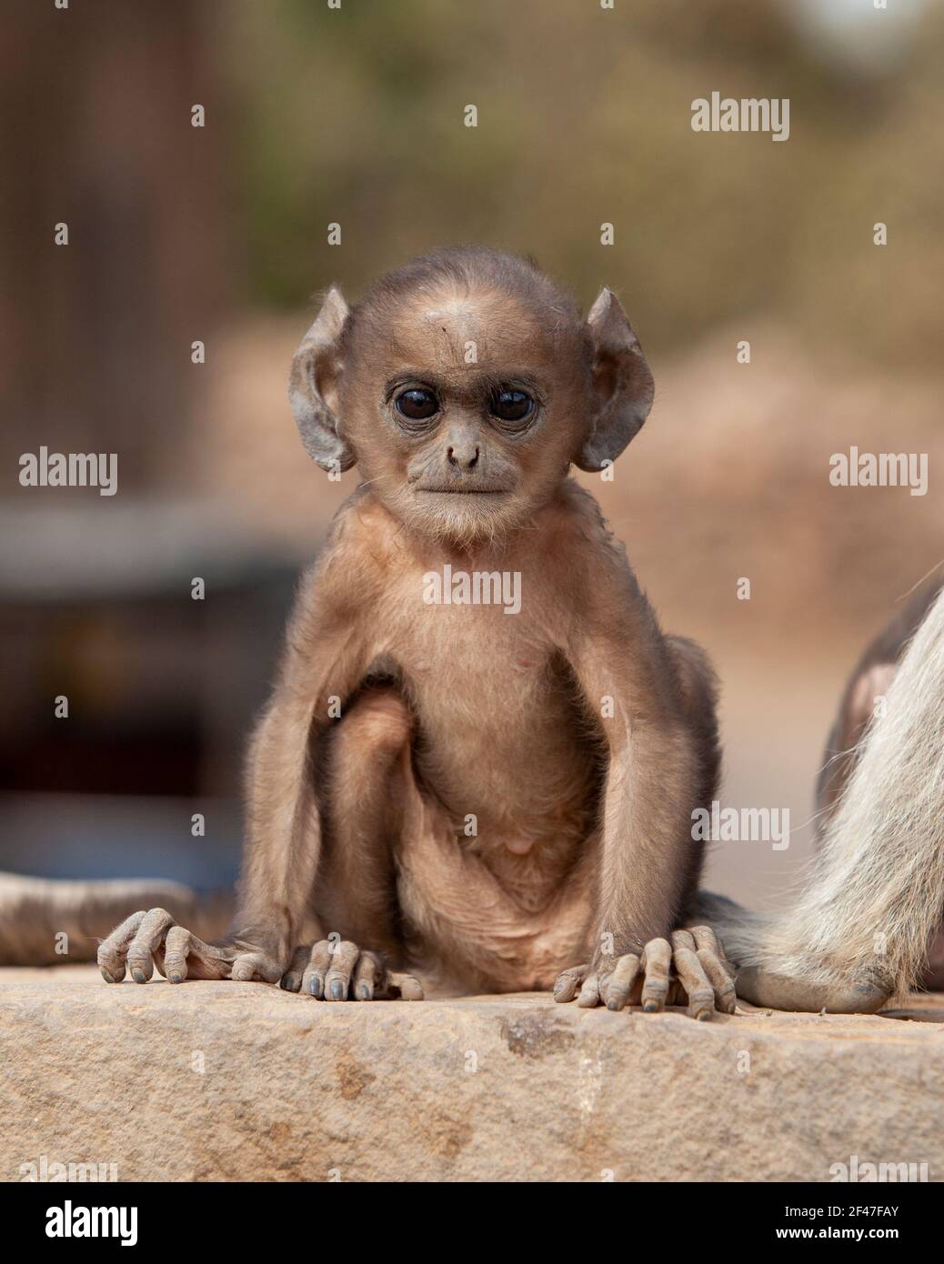 Gray Langur Baby