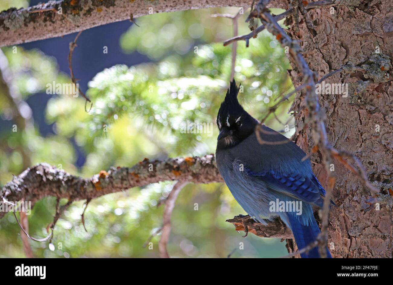 Cardinal blue jay hi-res stock photography and images - Alamy