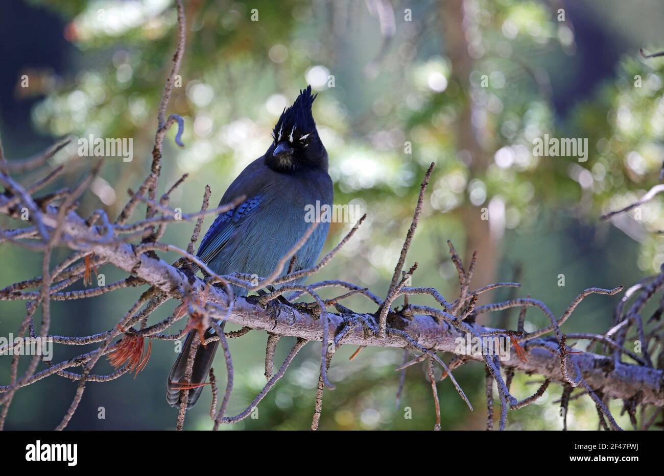 Cute cardinal hi-res stock photography and images - Alamy