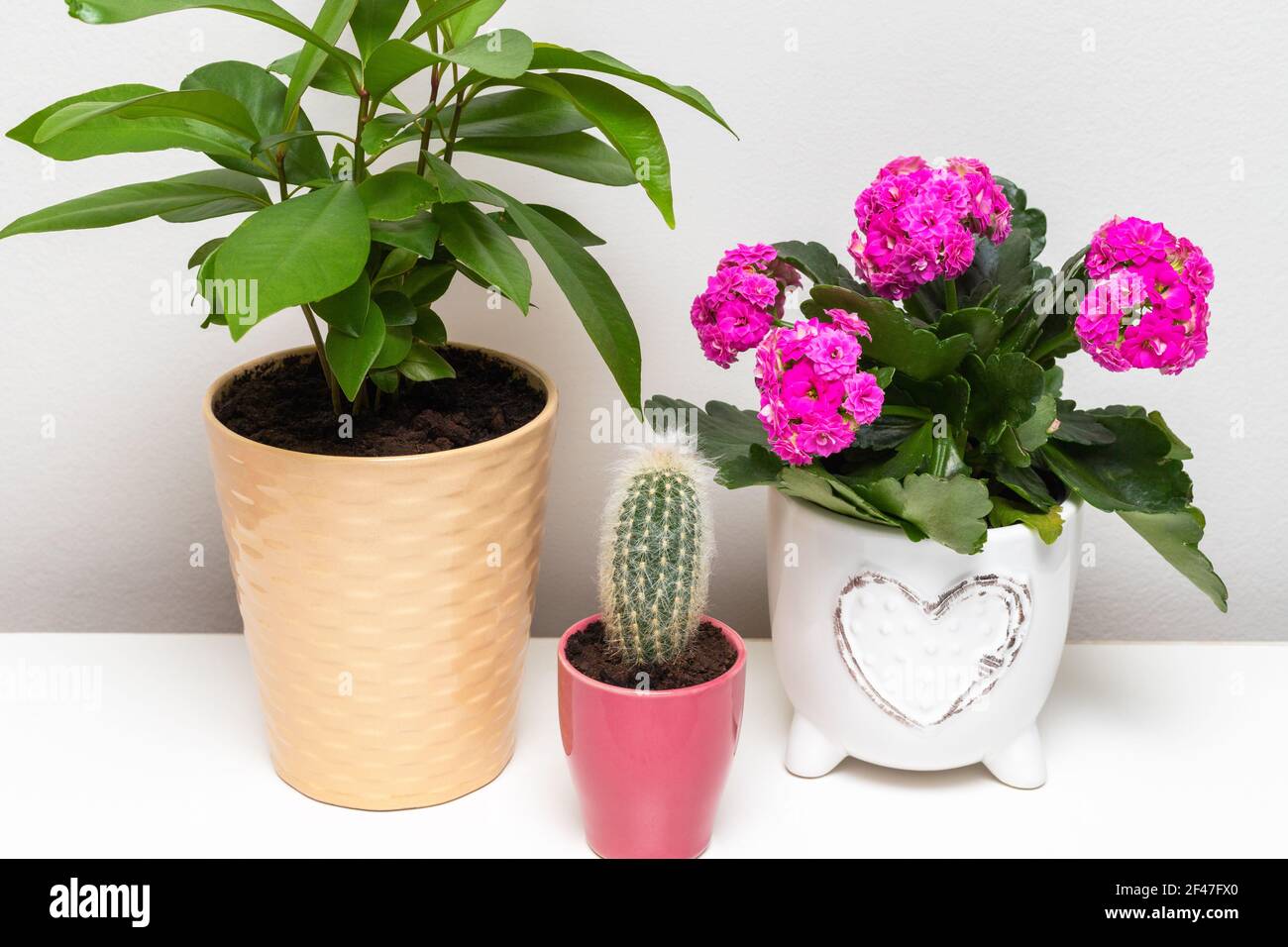 Different house plants in hi-res stock photography and images - Alamy