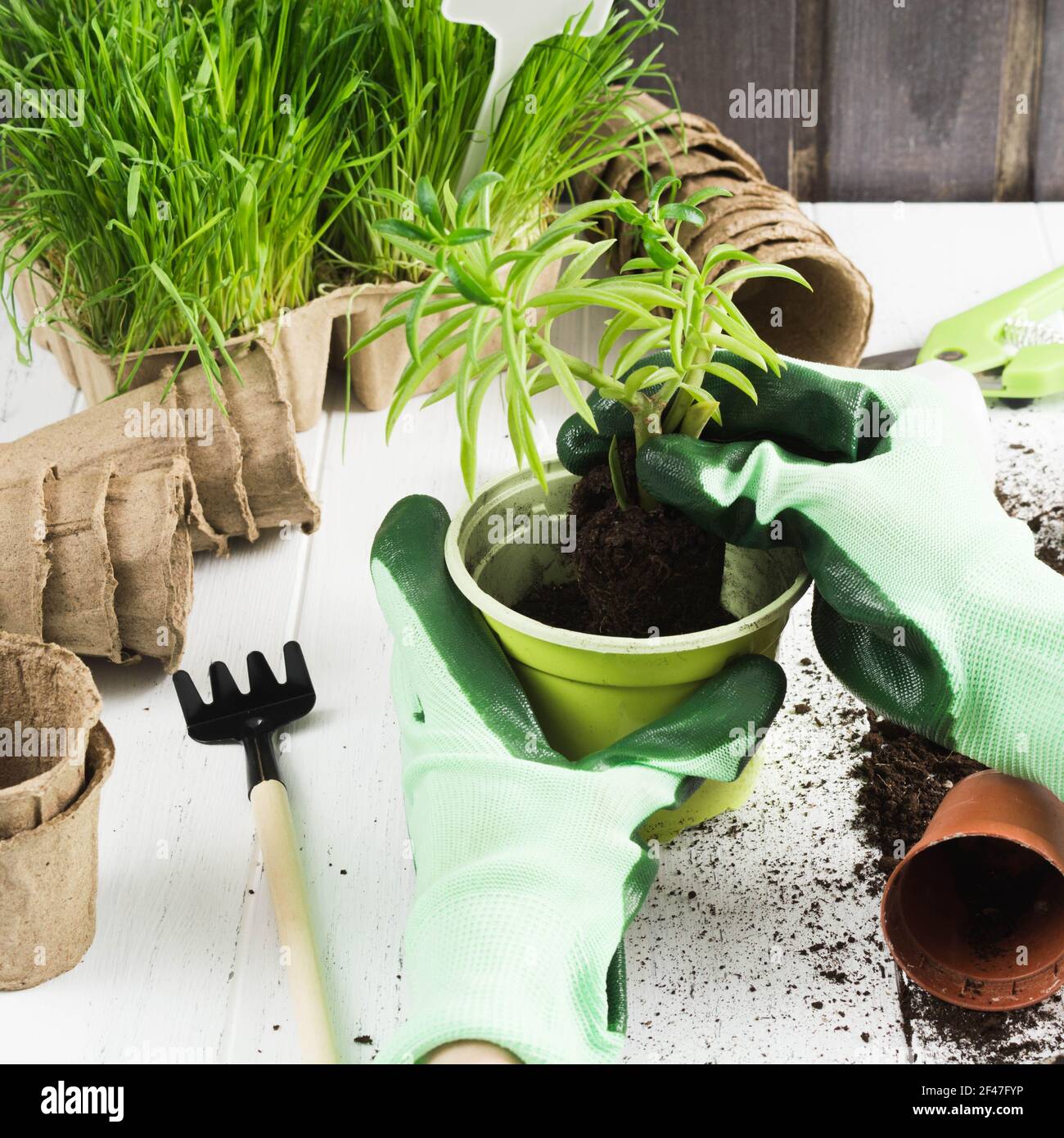 Hands in green gloves plant a flower in pot. Gardening concept Stock ...