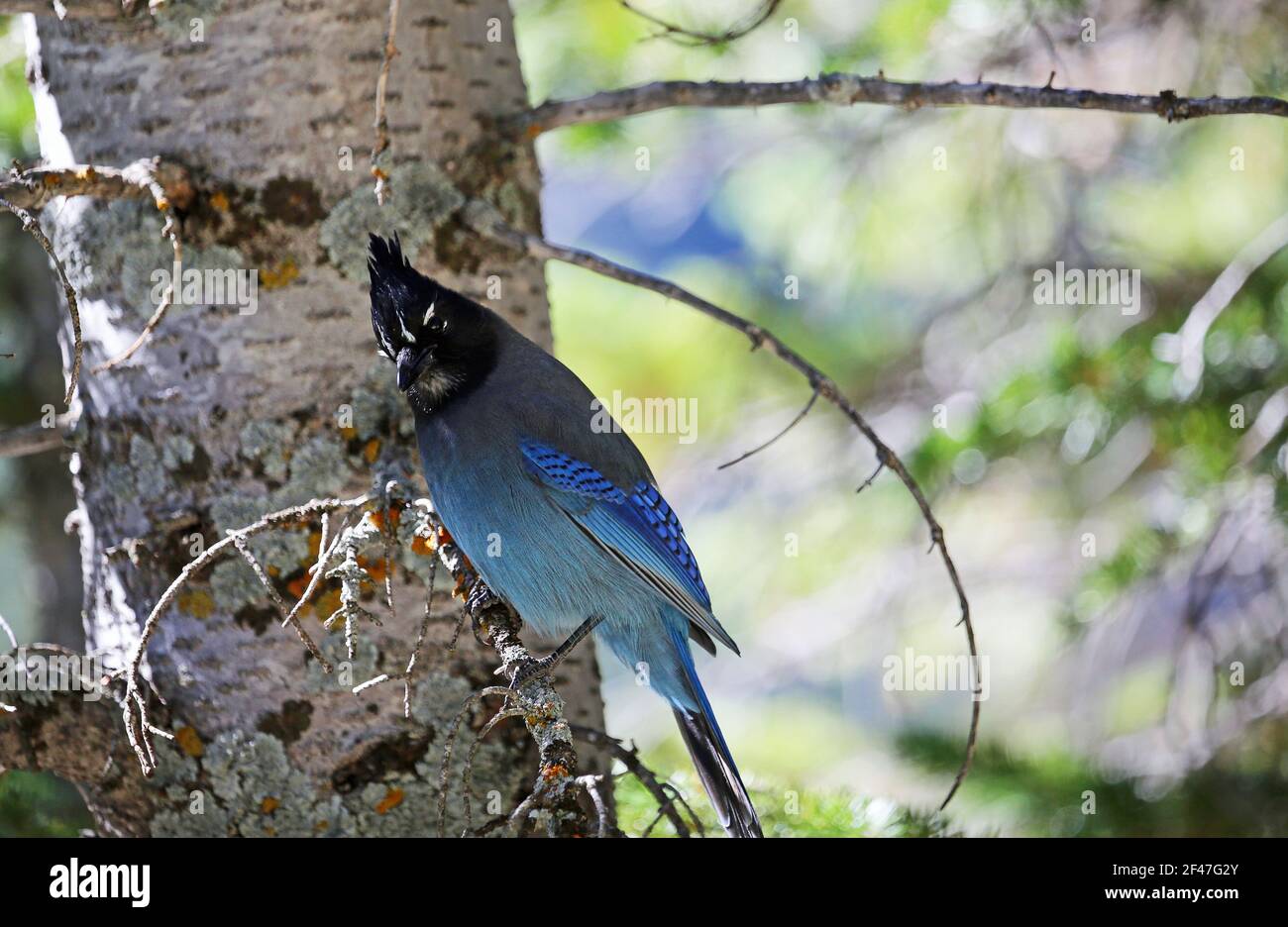 Blue cardinal watching , Colorado Stock Photo - Alamy