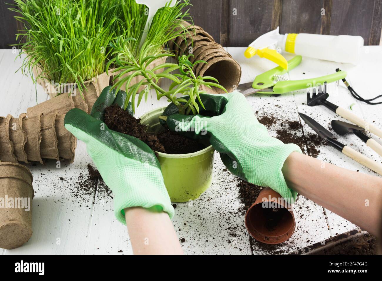 Garden gloves seed hi-res stock photography and images - Alamy