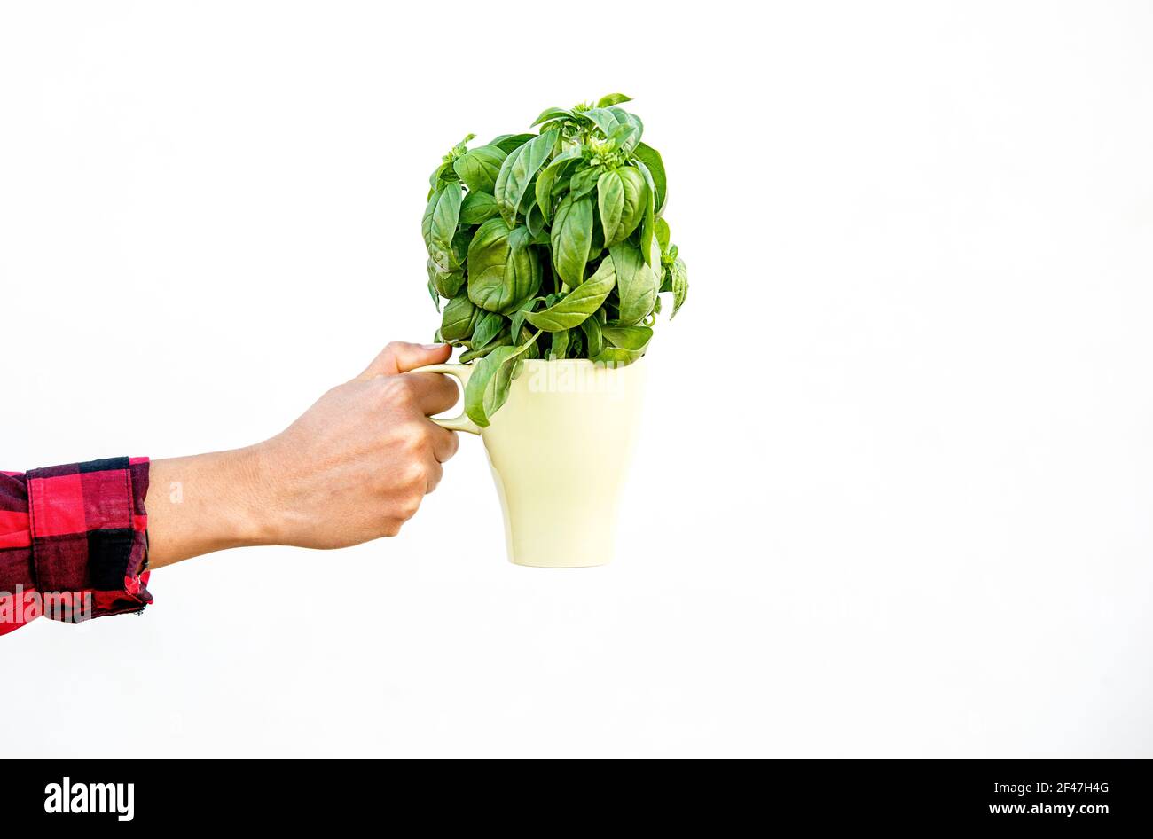 woman's hand holds a bunch of fresh basil in a cup white background ...