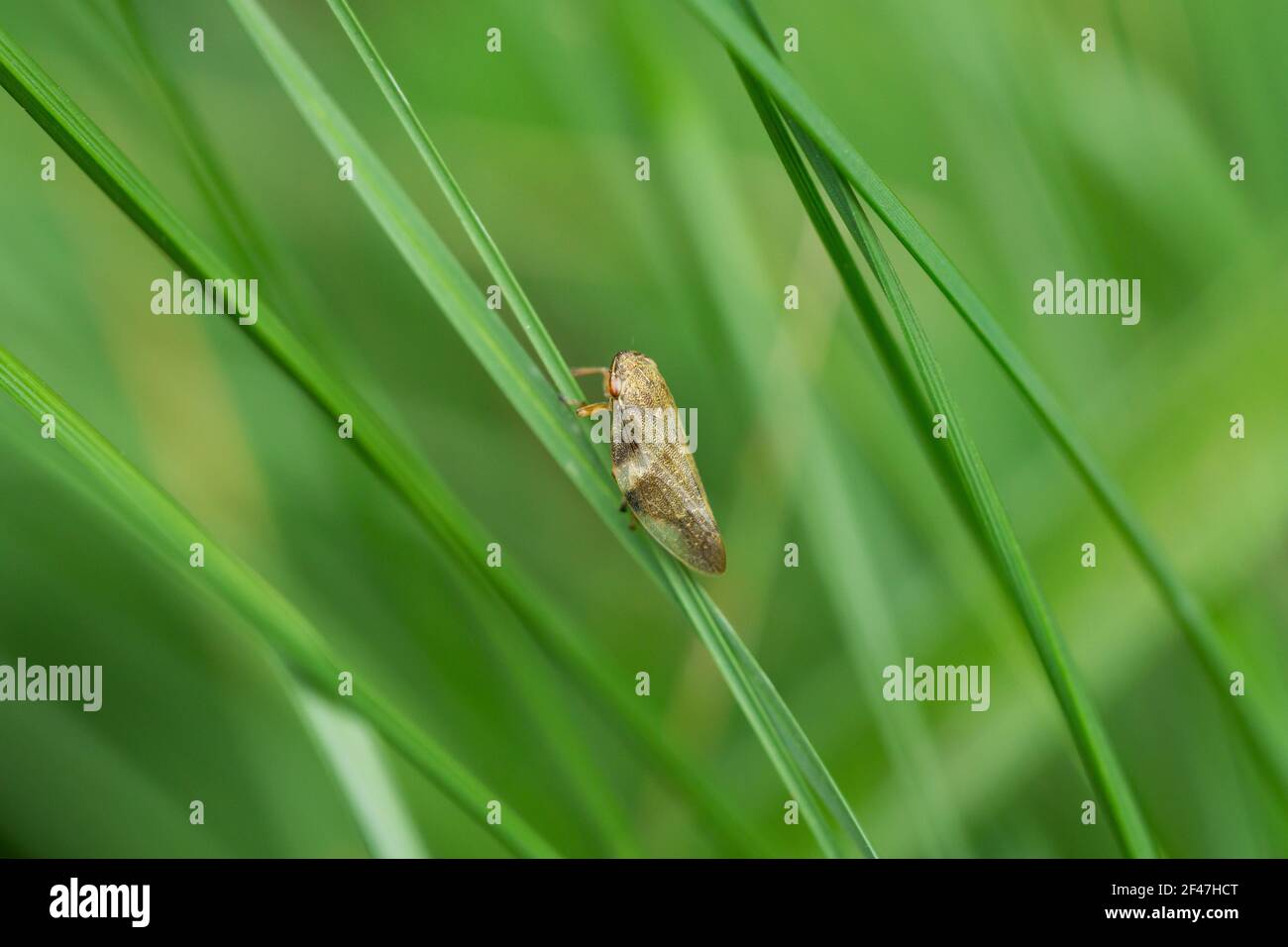 Meadow spittlebug hi-res stock photography and images - Alamy