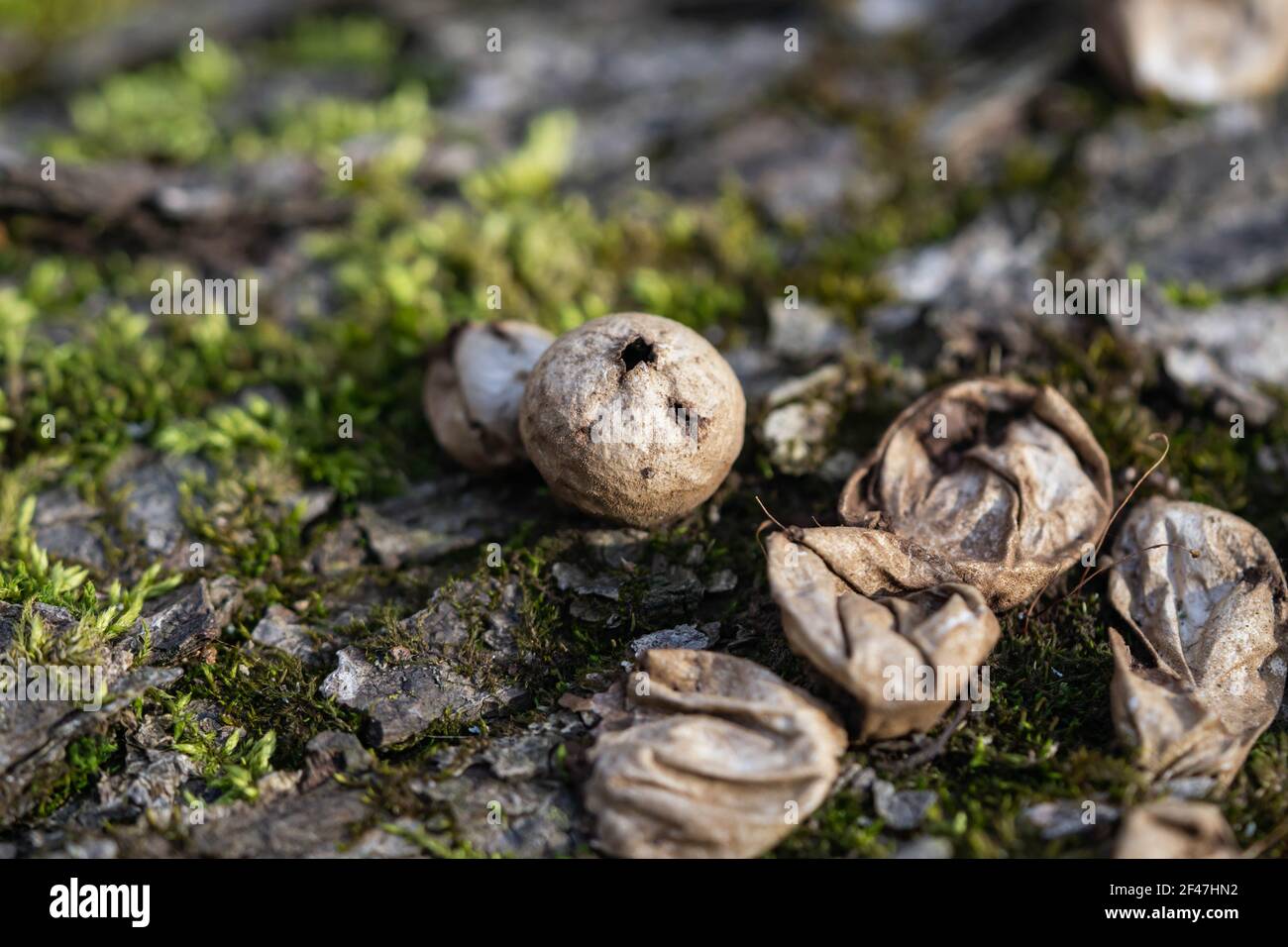 Pear Shaped Puffballs in Winter Stock Photo - Alamy