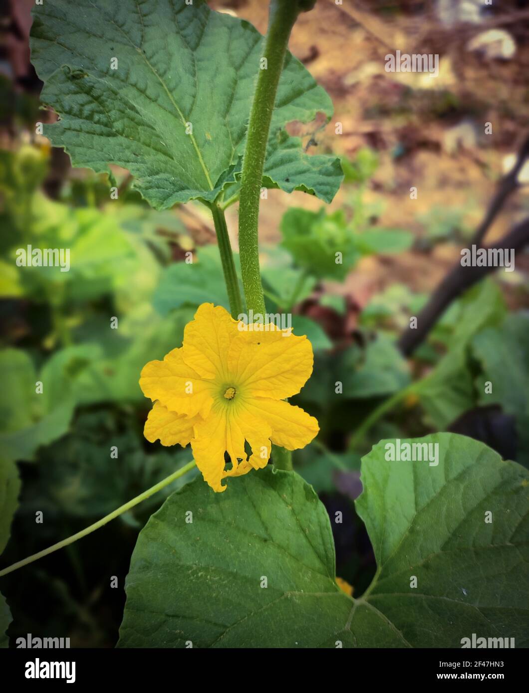 An image of fresh yellow flower of cucumber Stock Photo - Alamy