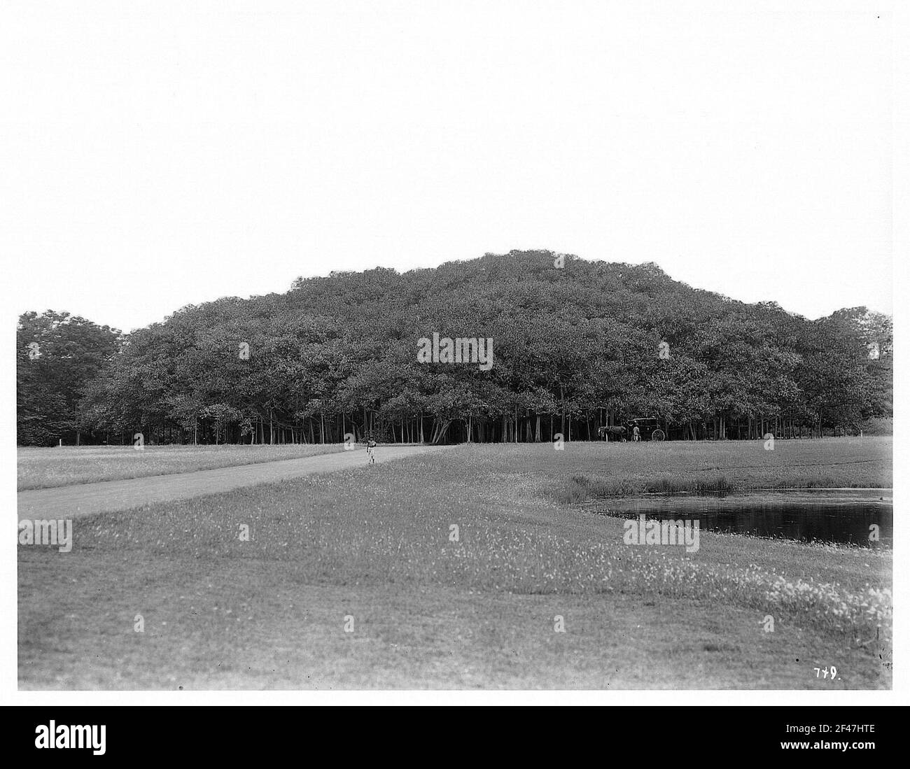 The indian banyan tree Black and White Stock Photos & Images - Alamy
