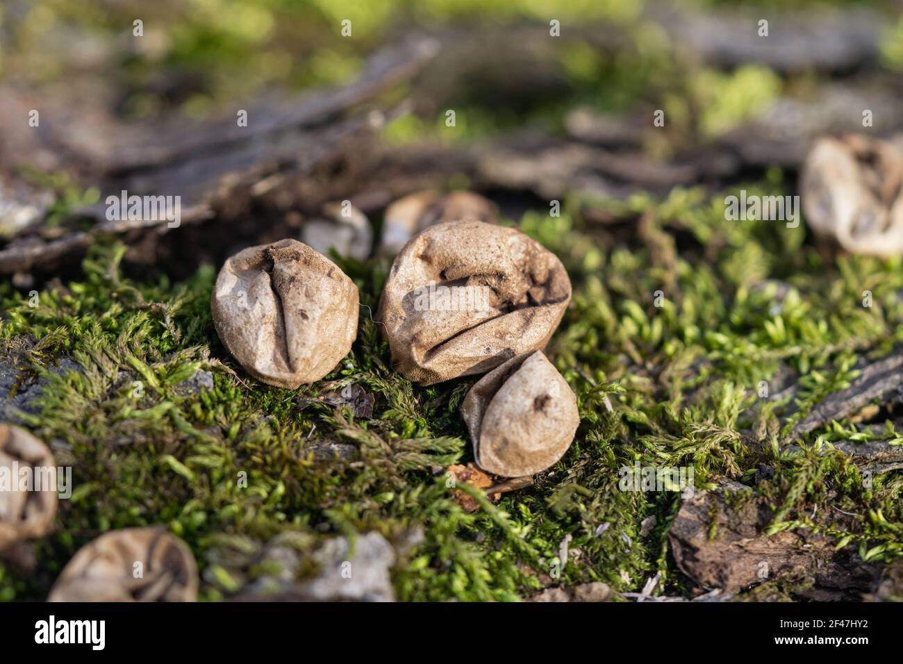 Pear Shaped Puffballs in Winter Stock Photo - Alamy