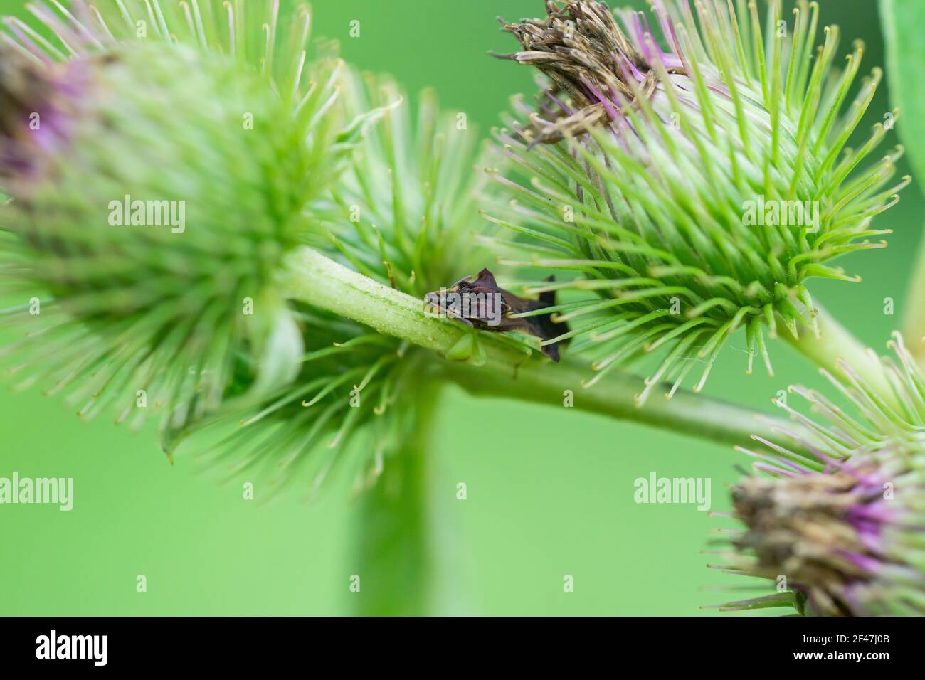 Ambush bug hi-res stock photography and images - Alamy
