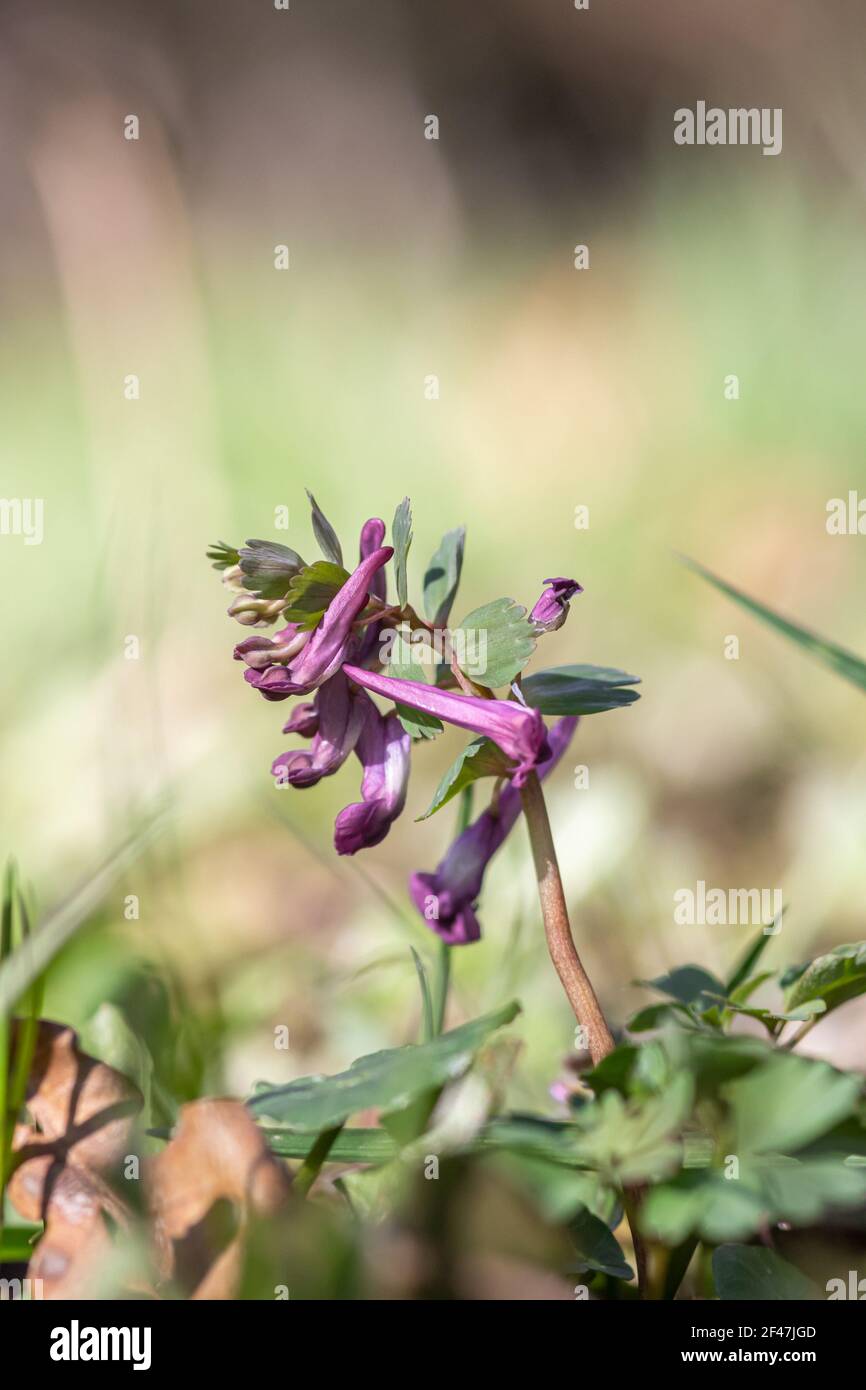Purple blooming hollow root hi-res stock photography and images - Alamy