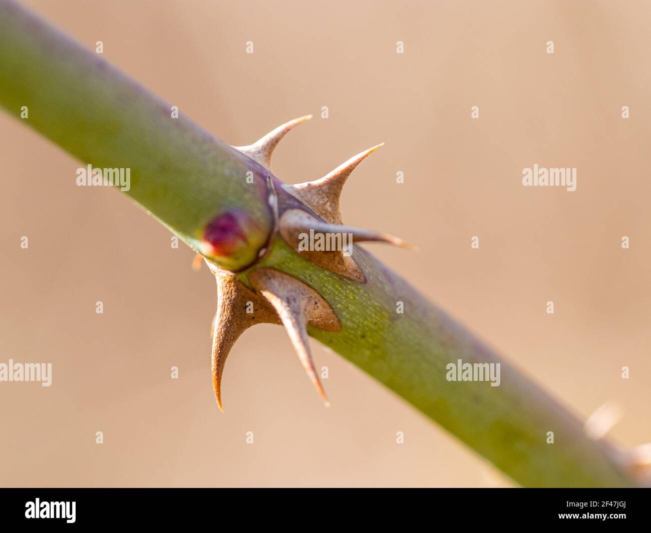 Thorn bush picture hi-res stock photography and images - Alamy