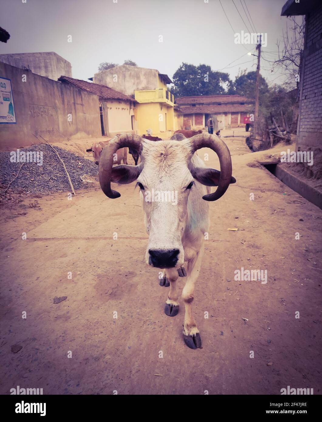 An image of a bullock Stock Photo - Alamy