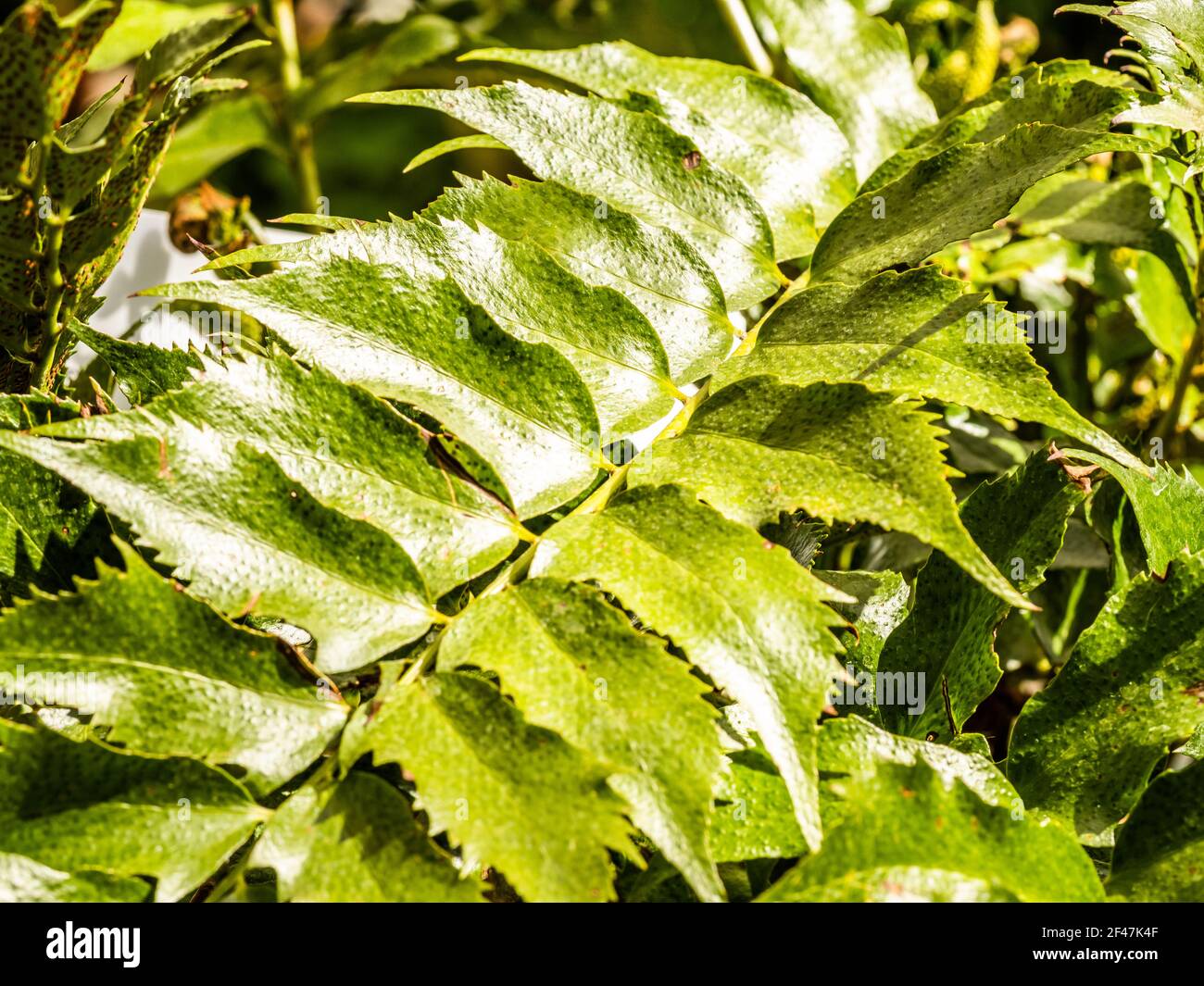 macro Photo of green fern petals. Stock photo plant fern blossomed ...