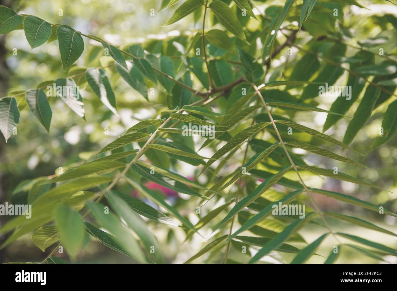 tree with wide branches with leaves in sunny summer light Stock Photo ...