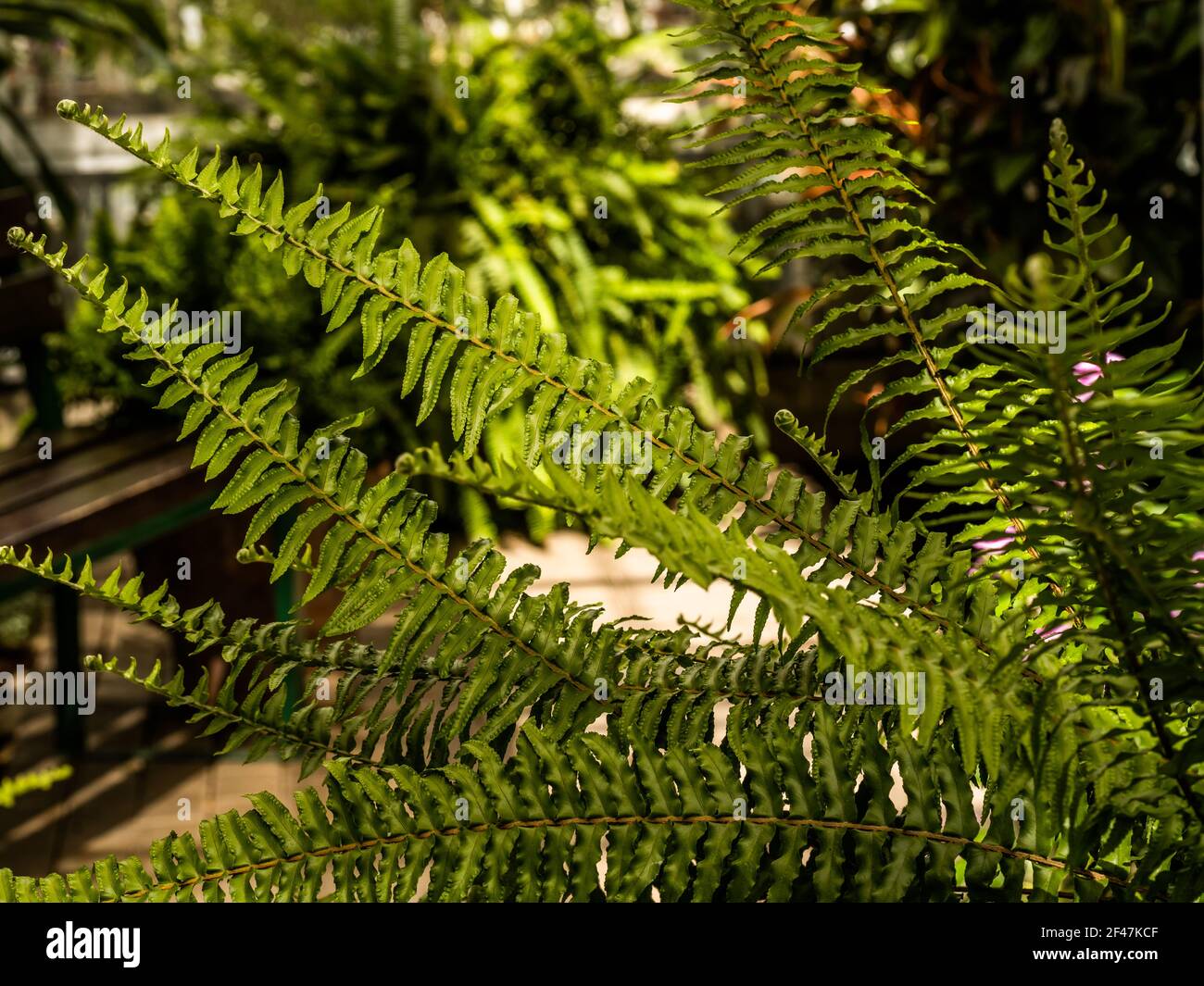 macro Photo of green fern petals. Stock photo plant fern blossomed ...