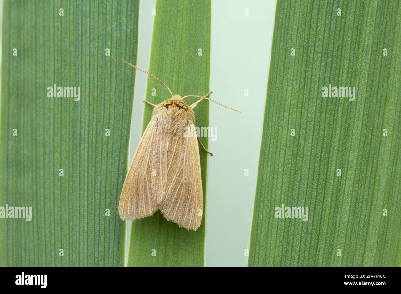 Mathew's Wainscot Moth Mythimna favicolor Essex, UK IN000556 Stock ...